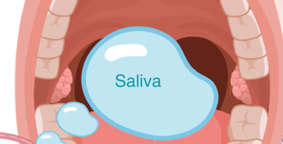 7 Facts You Never Knew About Your Mouth - My Dentist Burbank